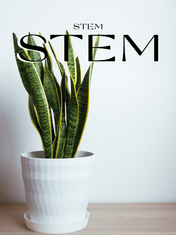 10 Plants that thrive without Sunlight | STEM DESIGN | Florals