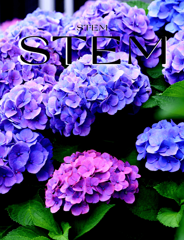 Hydrangea Harmony | STEM DESIGN | Florist Brisbane