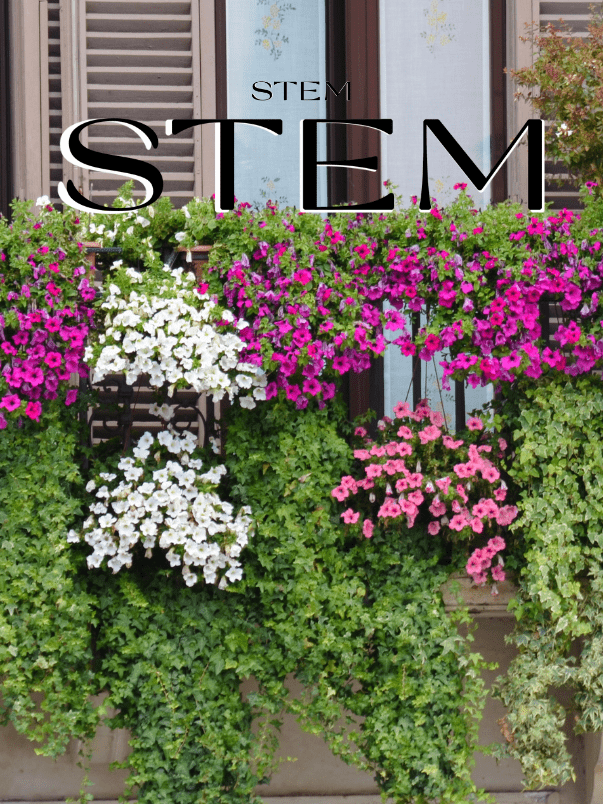 Best Flowers for Window Boxes | STEM DESIGN | Florist Brisbane