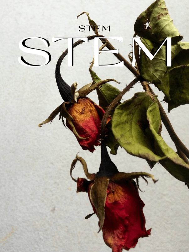 Why are your house plants dying? | STEM DESIGN | Florist