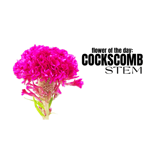 THE FLOWER OF THE DAY: COCKSCOMB - STEM DESIGN