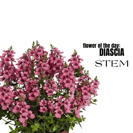 THE FLOWER OF THE DAY: DIASCIA - STEM DESIGN