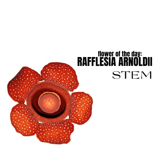 THE FLOWER OF THE DAY: RAFFLESIA ARNOLDII - STEM DESIGN