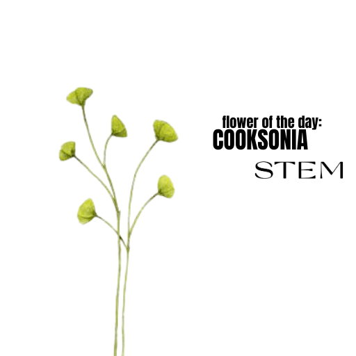 THE FLOWER OF THE DAY: COOKSONIA - STEM DESIGN