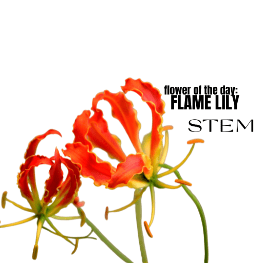 FLOWER OF THE DAY: FLAME LILY - STEM DESIGN
