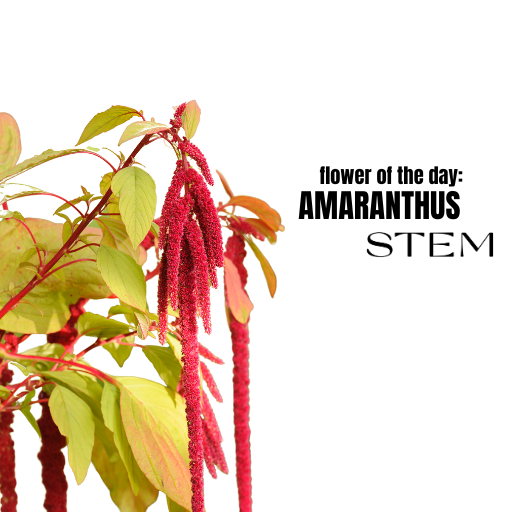 FLOWER OF THE DAY: AMARANTHUS - STEM DESIGN
