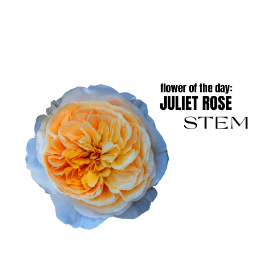 FLOWER OF THE DAY: JULIET ROSE - STEM DESIGN