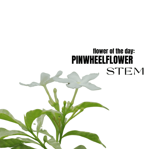 FLOWER OF THE DAY: PINWHEELFLOWER - STEM DESIGN