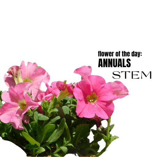 FLOWER OF THE DAY: ANNUALS - STEM DESIGN