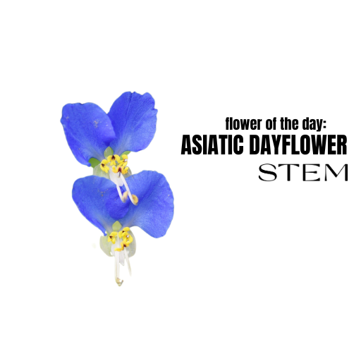 FLOWER OF THE DAY: ASIATIC DAYFLOWER - STEM DESIGN