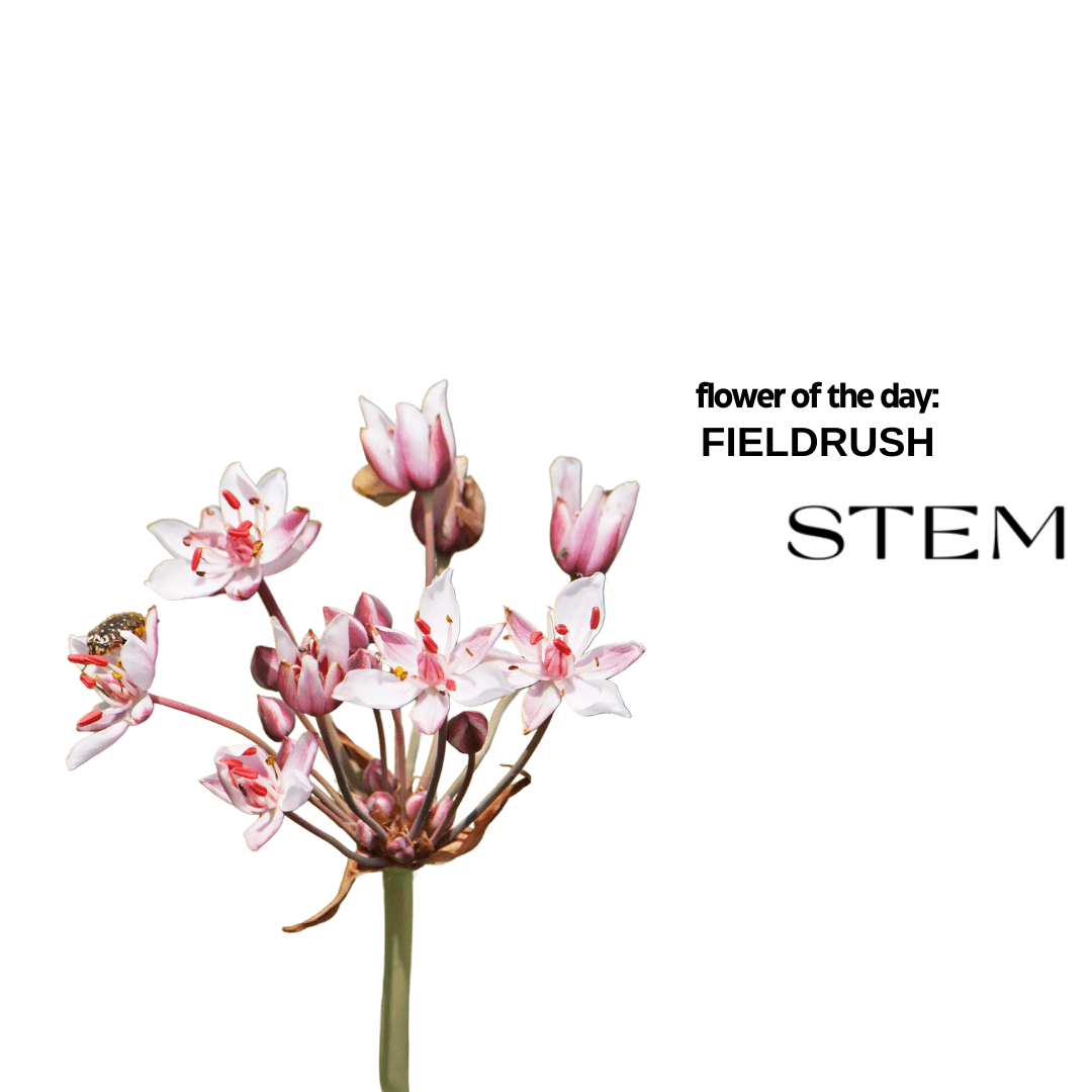 FLOWER OF THE DAY: FIELDRUSH - STEM DESIGN