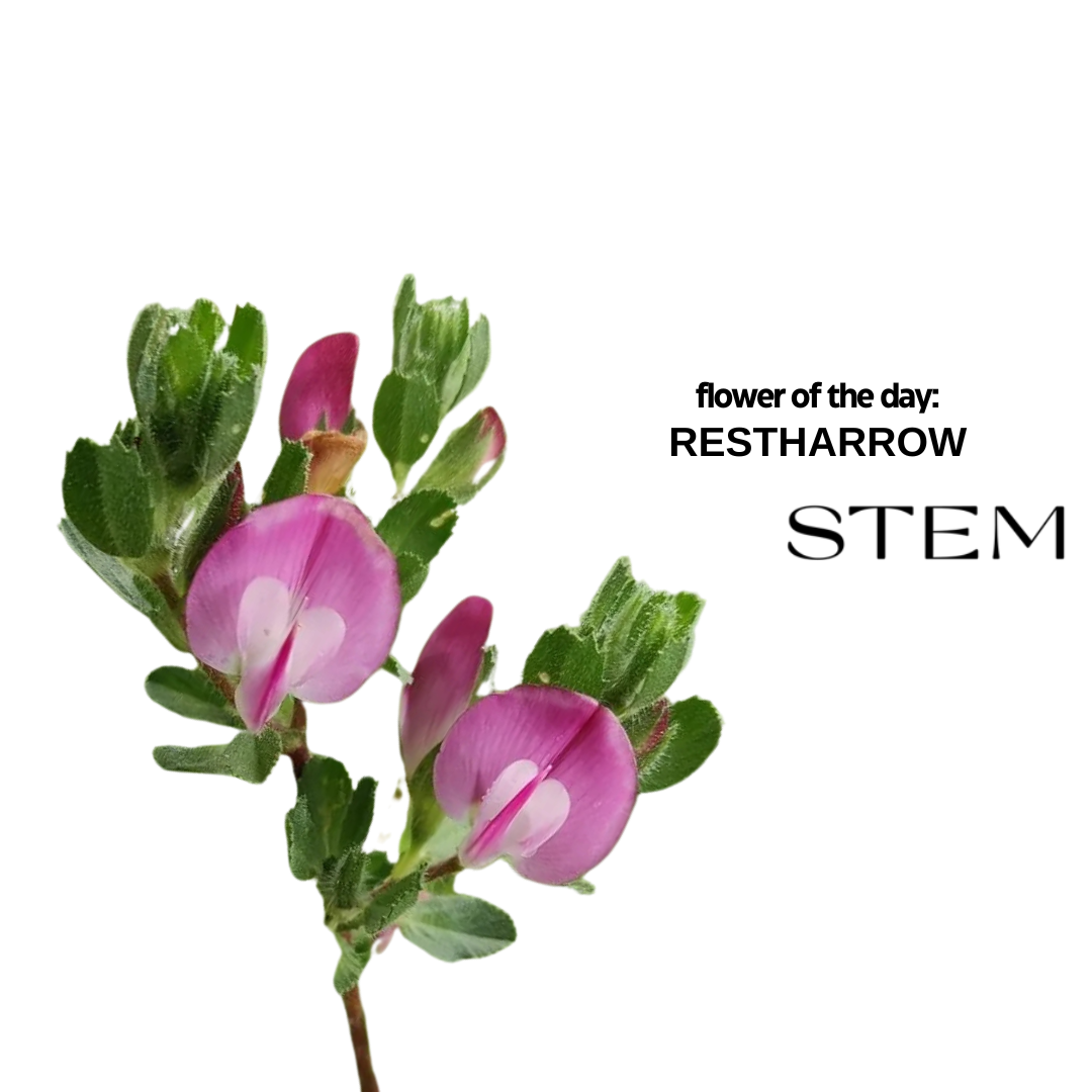 FLOWER OF THE DAY: RESTHARROW - STEM DESIGN