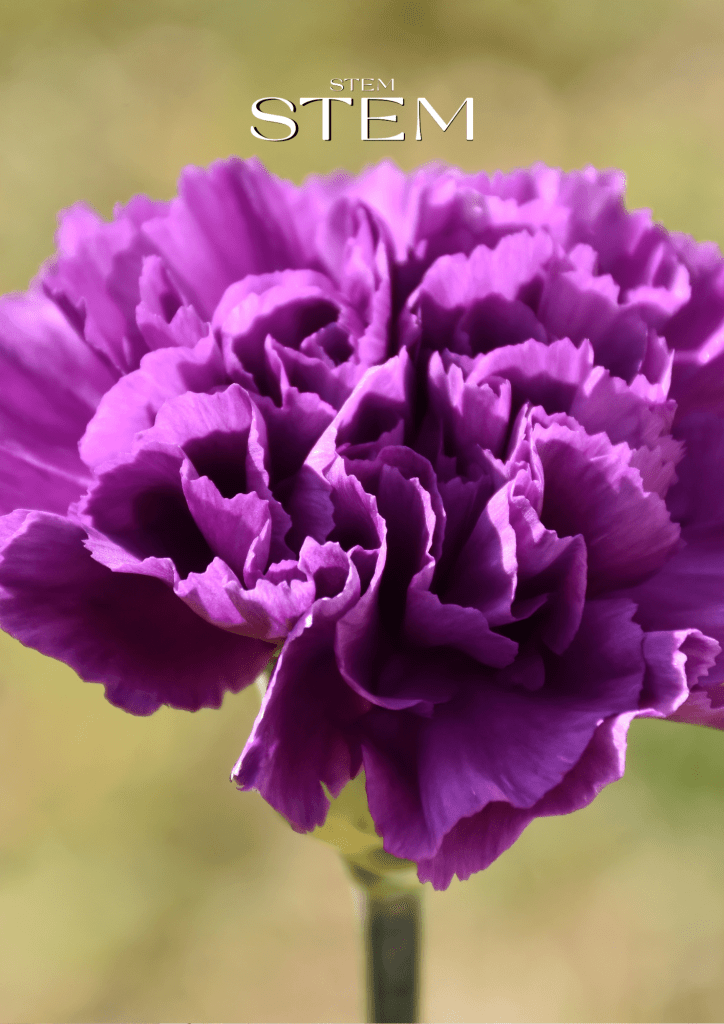 Flowers of Fortune and Misfortune | STEM DESIGN | Florist