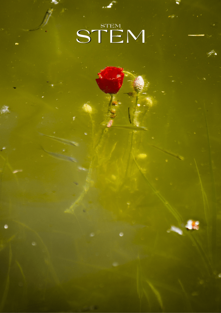 How to Protect Your Plants and Flowers during a Cyclone | STEM